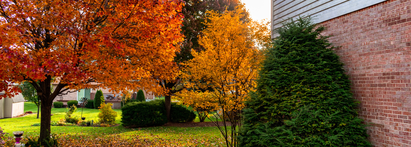7 ways to take care of your trees | La Turquoise